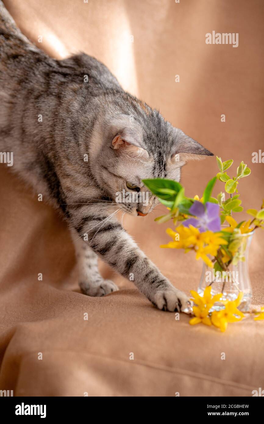 Spring bouquet of fresh flowers and curious kitty. Lovely kitten. the ...