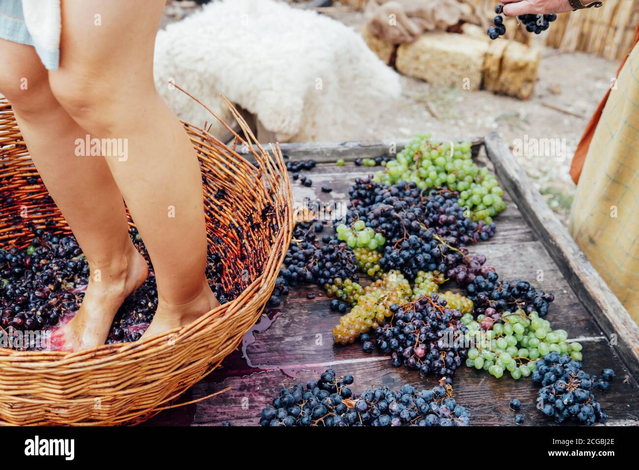 Woman crushes feet of grapes to make wine Stock Photo - Alamy