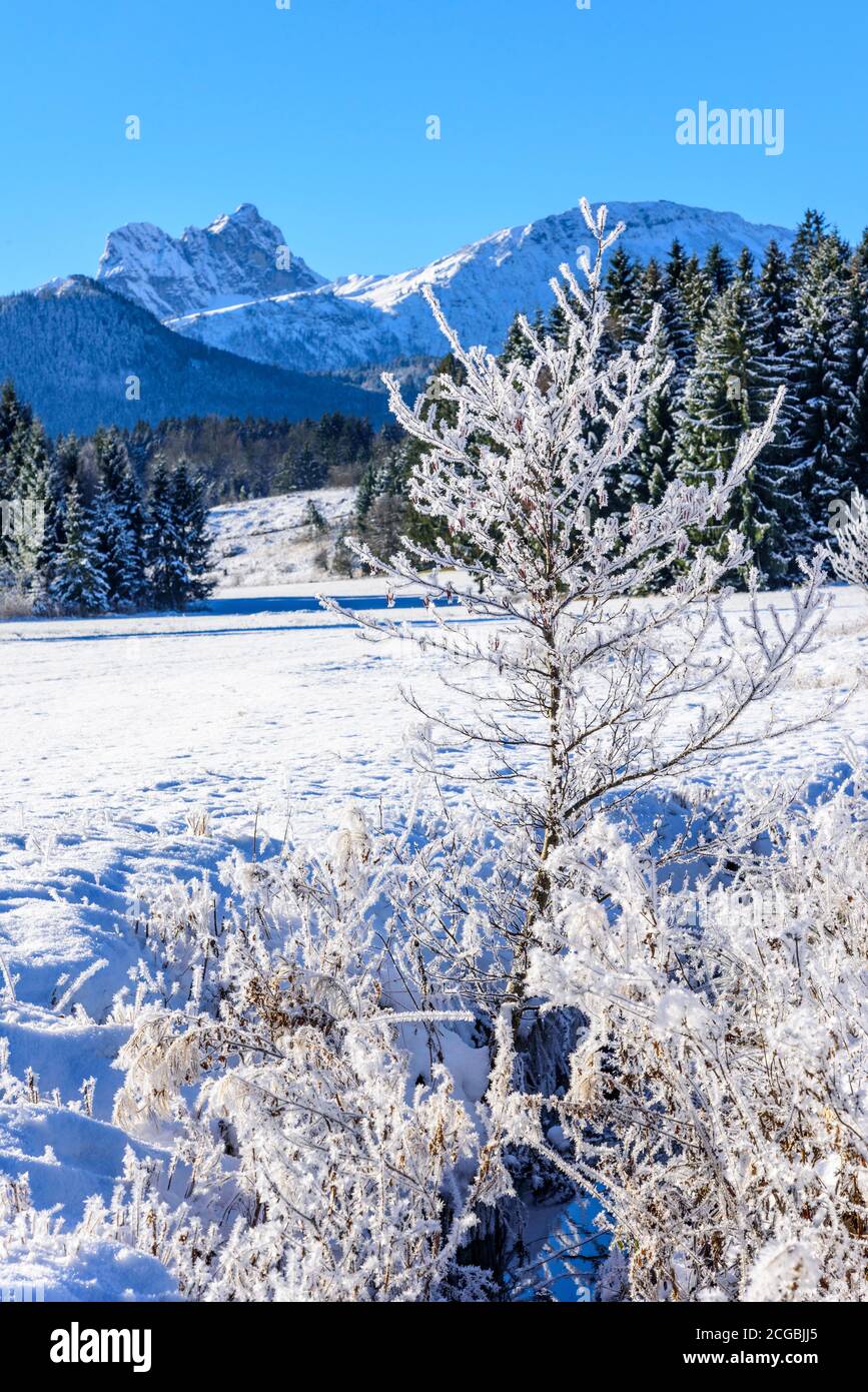 November snow at the alpine border in bavaria Stock Photo - Alamy