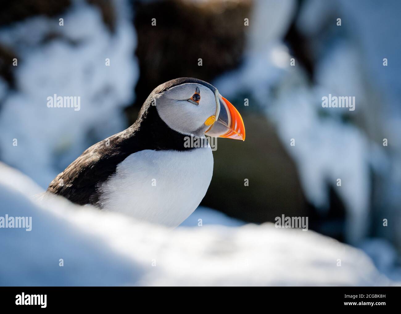 Puffin snow close up hi-res stock photography and images - Alamy