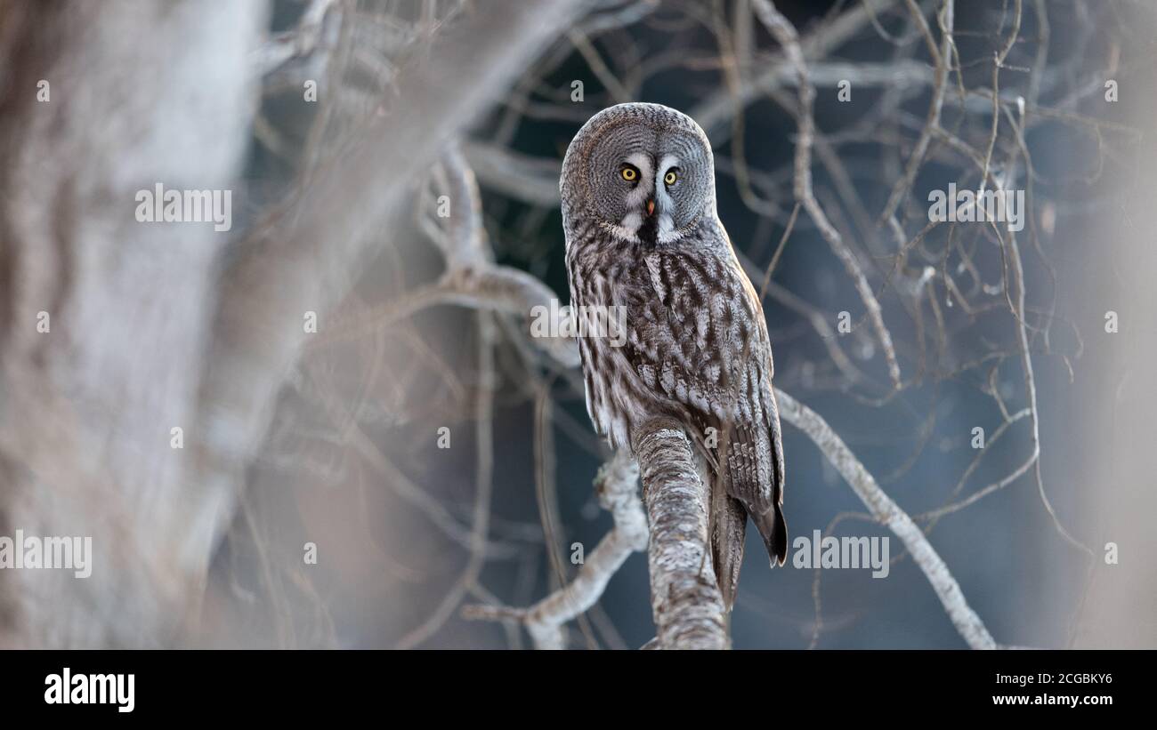 Full body owl hi-res stock photography and images - Alamy