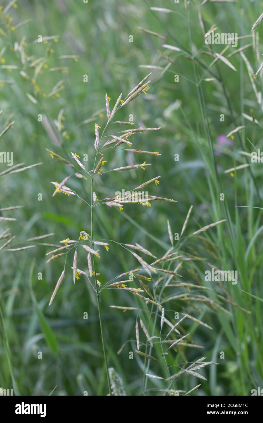 Summer background of meadow grass (meadow fescue Stock Photo - Alamy