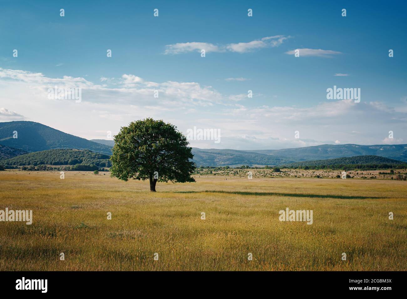 Lonely tree against a blue sky at sunset. summer landscape with a lone ...