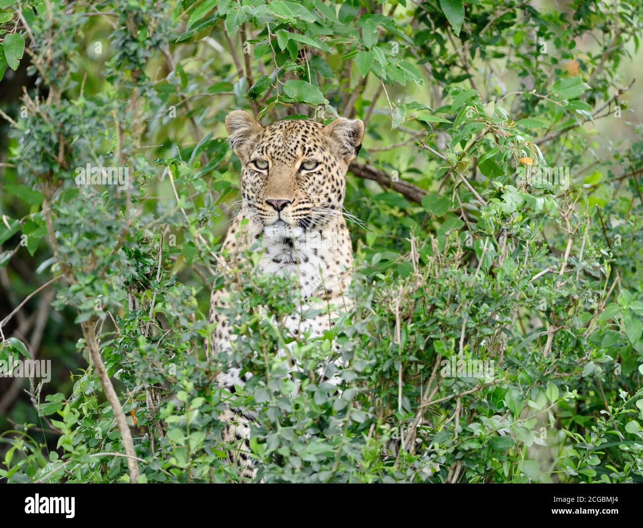 African leopard (Panthera pardus) hiding in bush during hunt, Masai ...