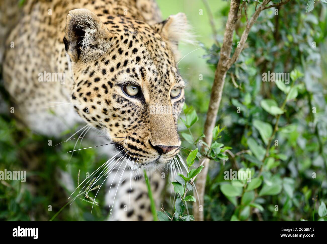 African leopard (Panthera pardus) hiding in bush during hunt, Masai ...