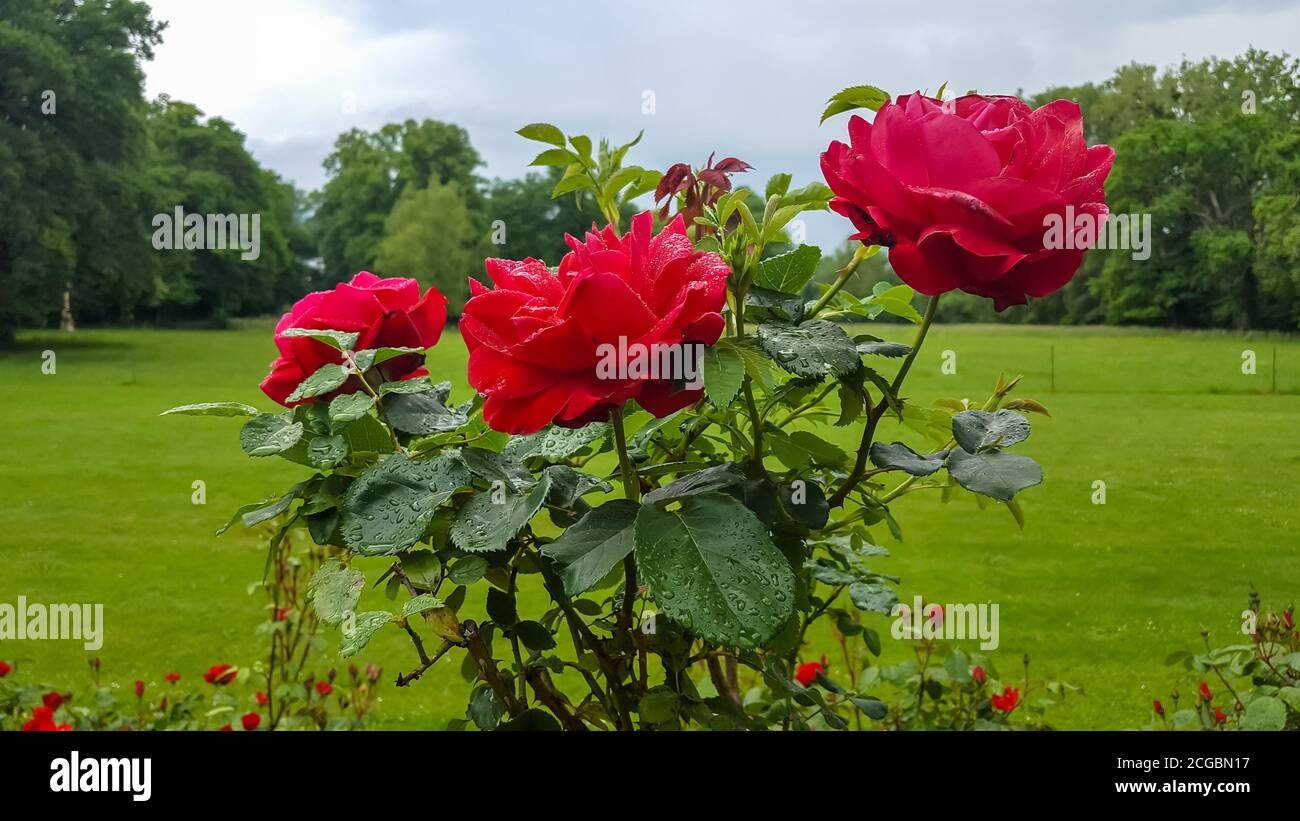 Red rose Bush on a green meadow background Stock Photo - Alamy