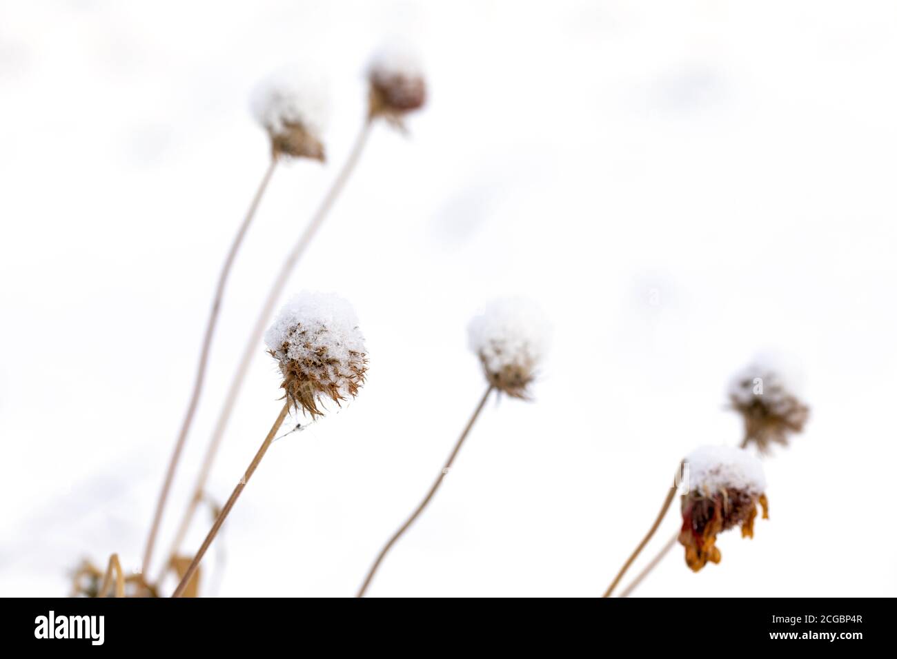 Brittle grass Cut Out Stock Images & Pictures - Alamy