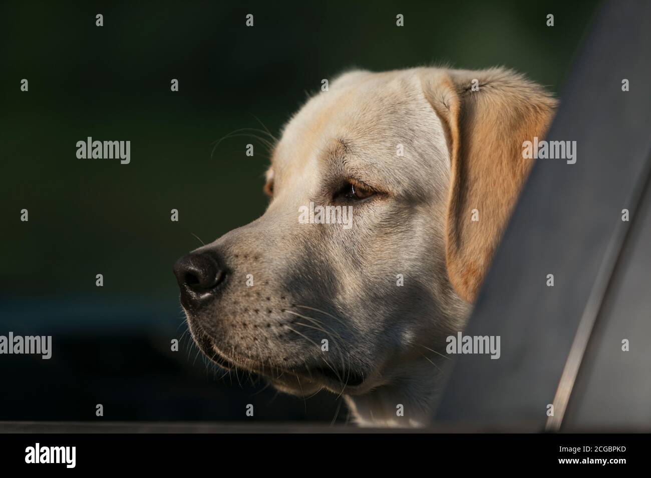 side view amazing portrait of young Labrador dog looking out of window ...