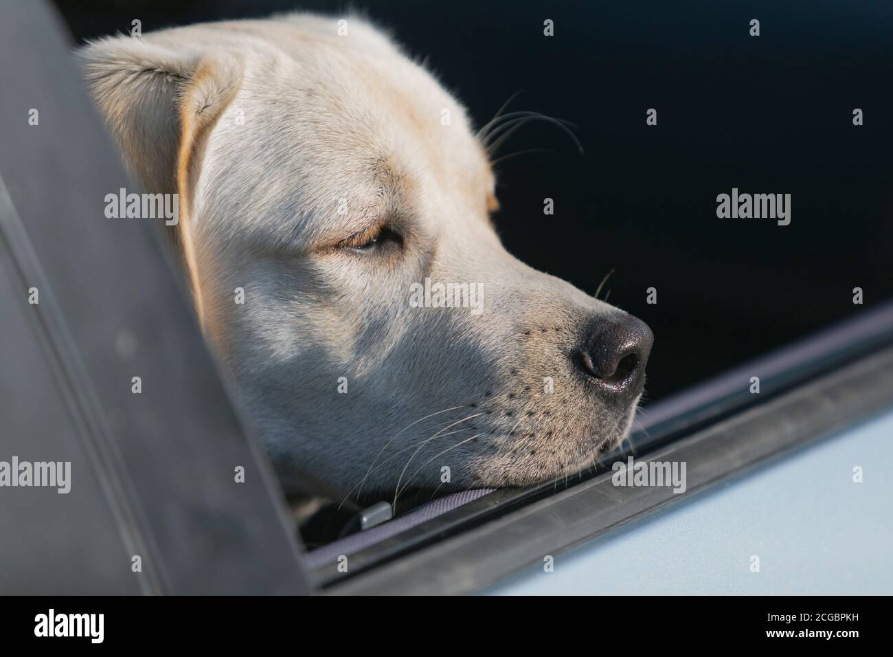 side view of labrador retriever dog looking out of car window Stock ...