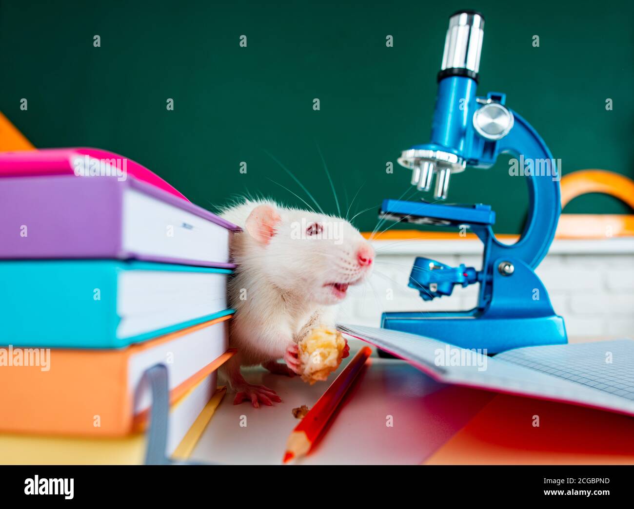 White rat sitting on microscope. Education concept - rat with books in ...