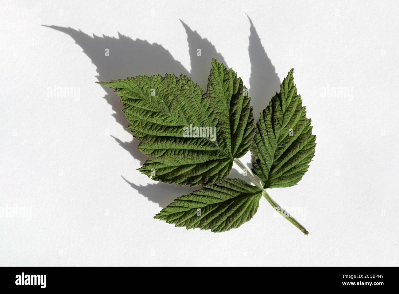 Green raspberry leaves with shadow on white background Stock Photo - Alamy