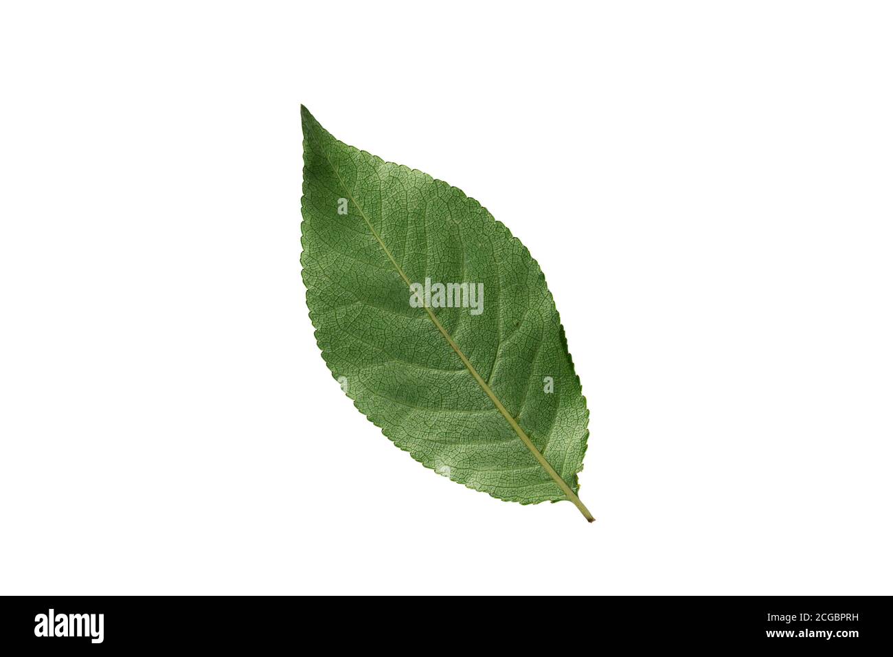 Small one green leaves isolated on white background. reverse side Stock ...