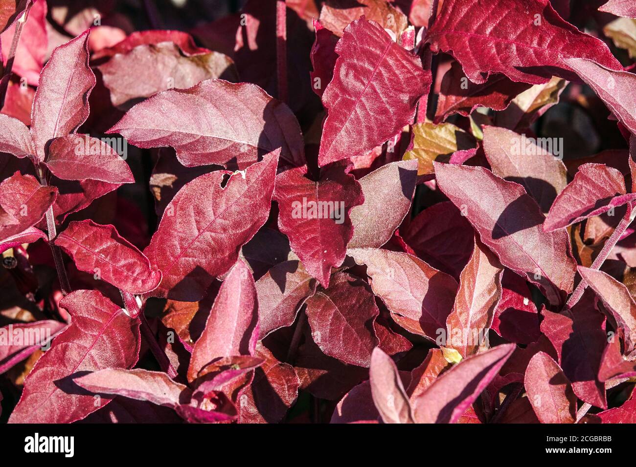 Blood On Leaves