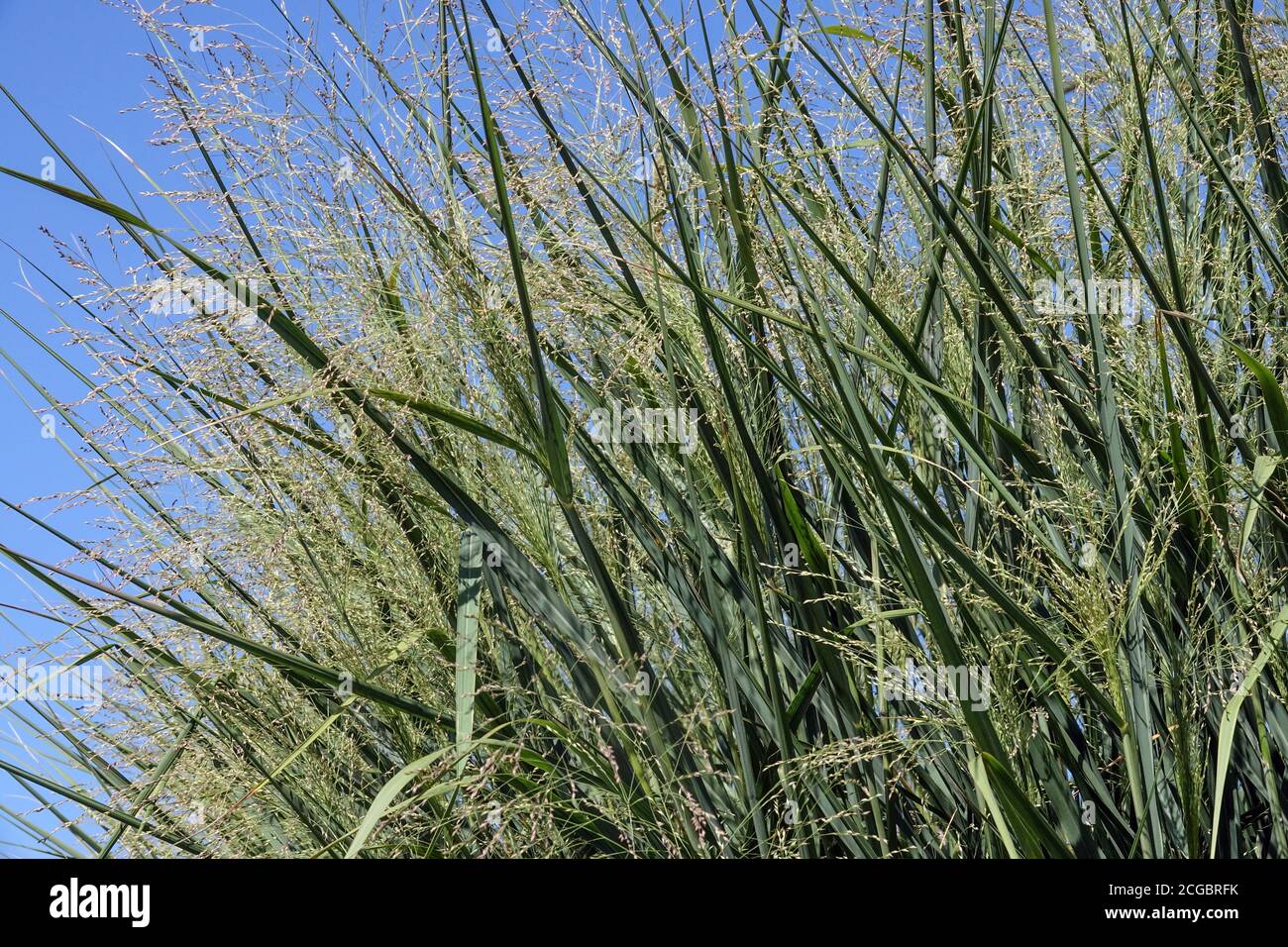 Switch Grass Panicum virgatum 'Cloud Nine' Stock Photo - Alamy