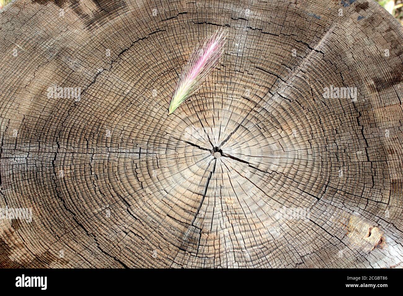 Tree ring abstract background textured Stock Photo - Alamy