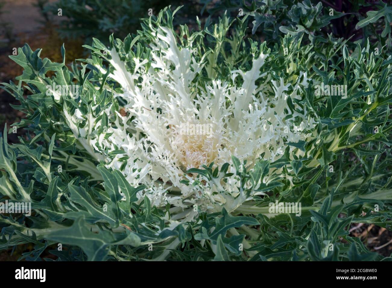 Ornamental kale white background hi-res stock photography and images ...