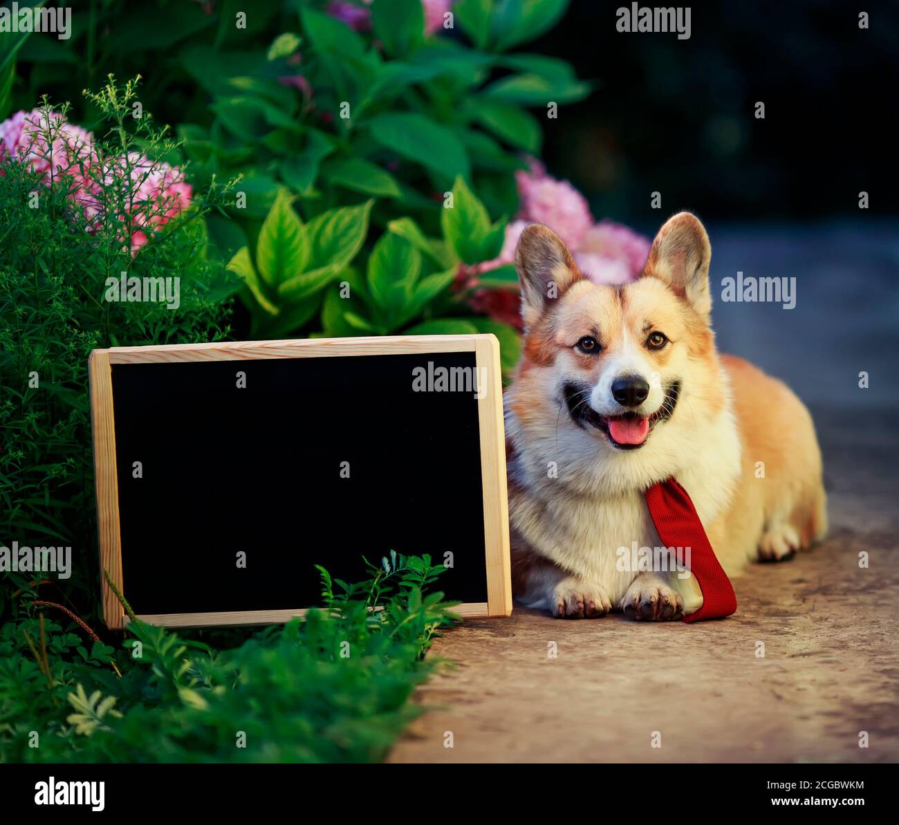 Animal school dog tie hi-res stock photography and images - Alamy