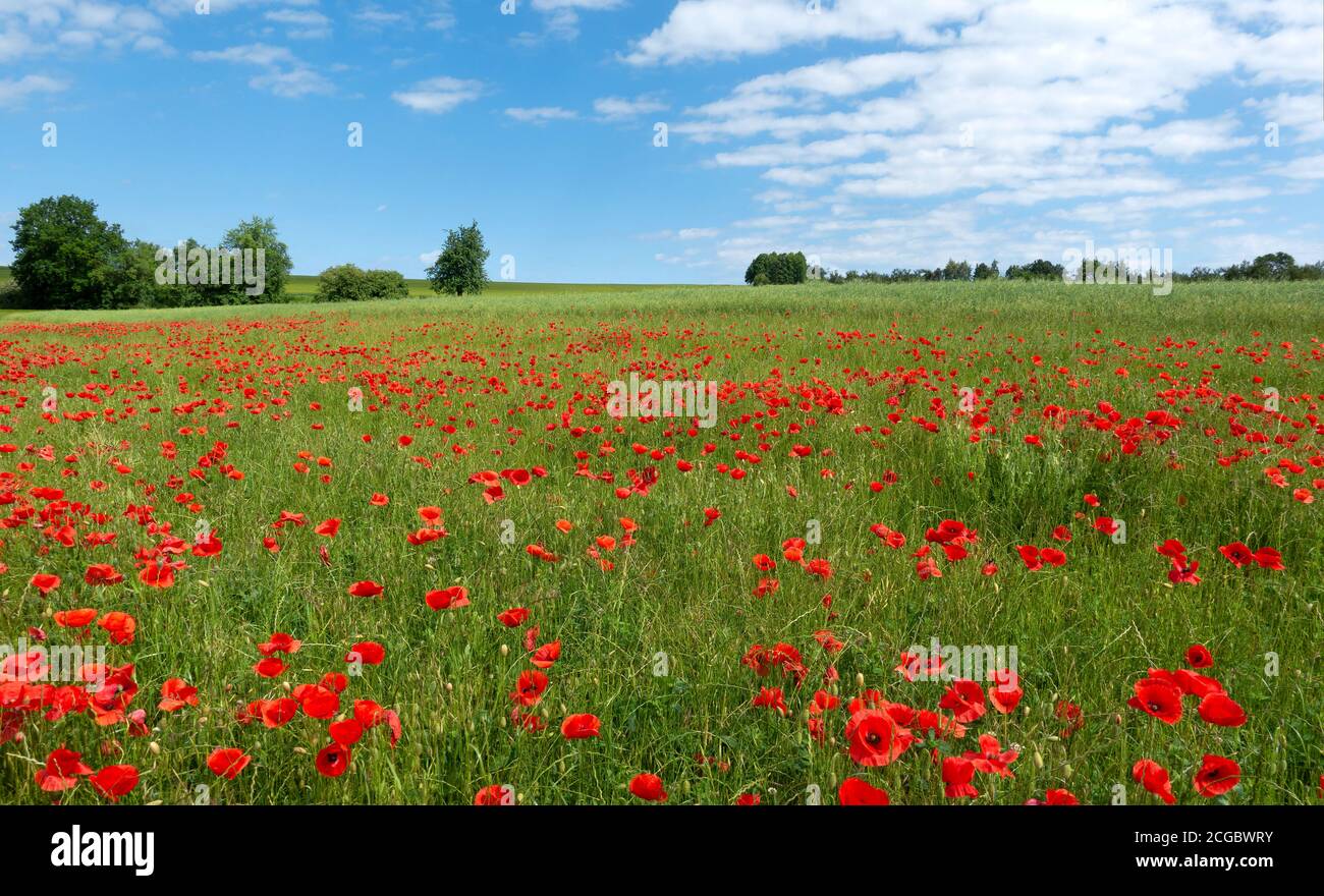 Green corn field in a meadow hi-res stock photography and images - Alamy