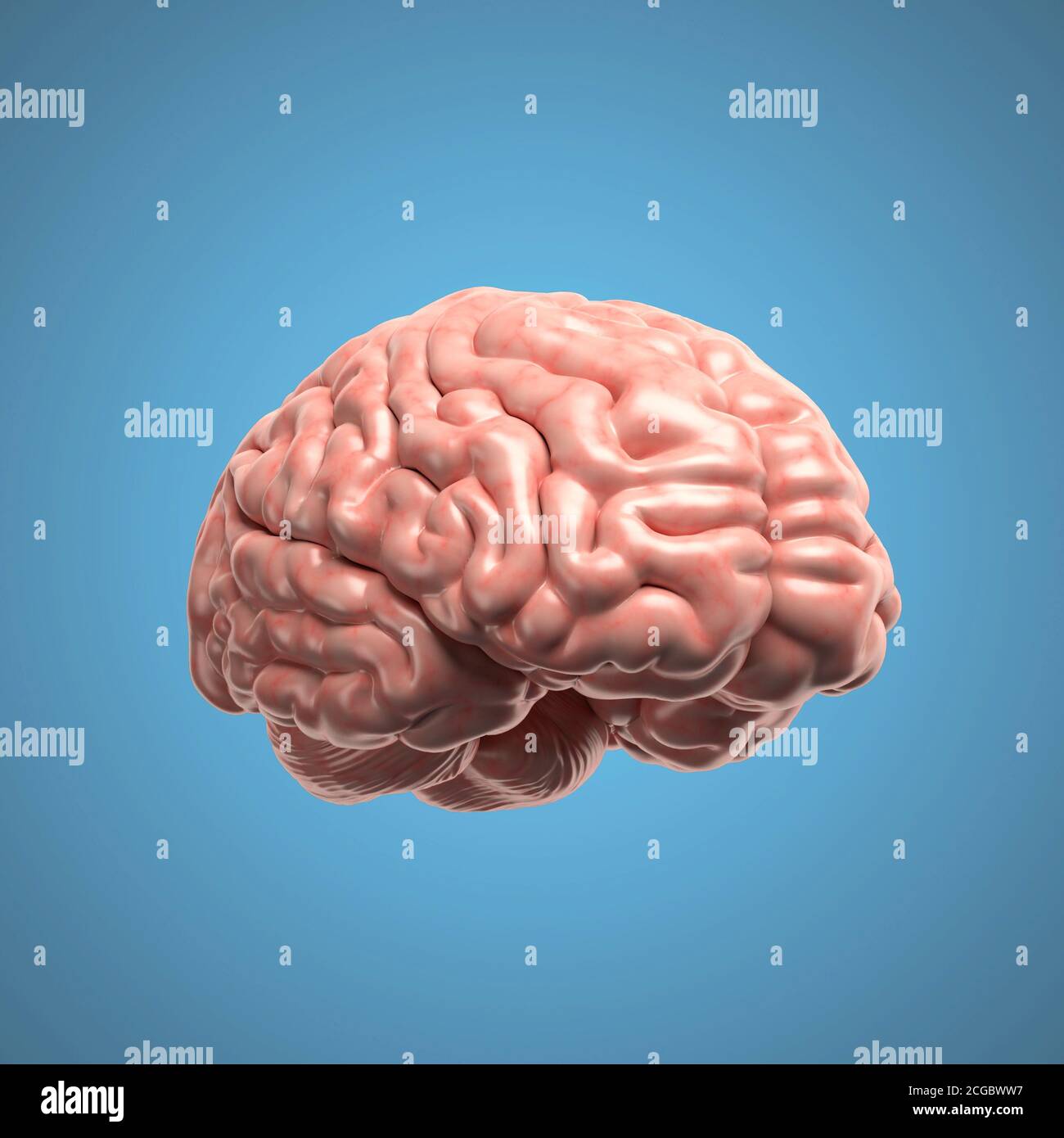 Human brain on blue background 3d illustration Stock Photo - Alamy