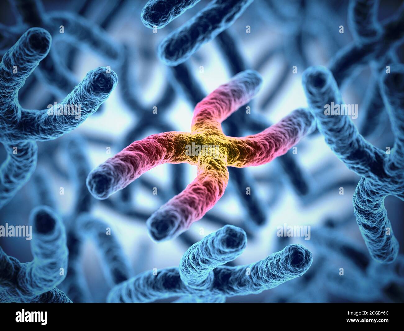 Human chromosomes microscope hi-res stock photography and images - Alamy