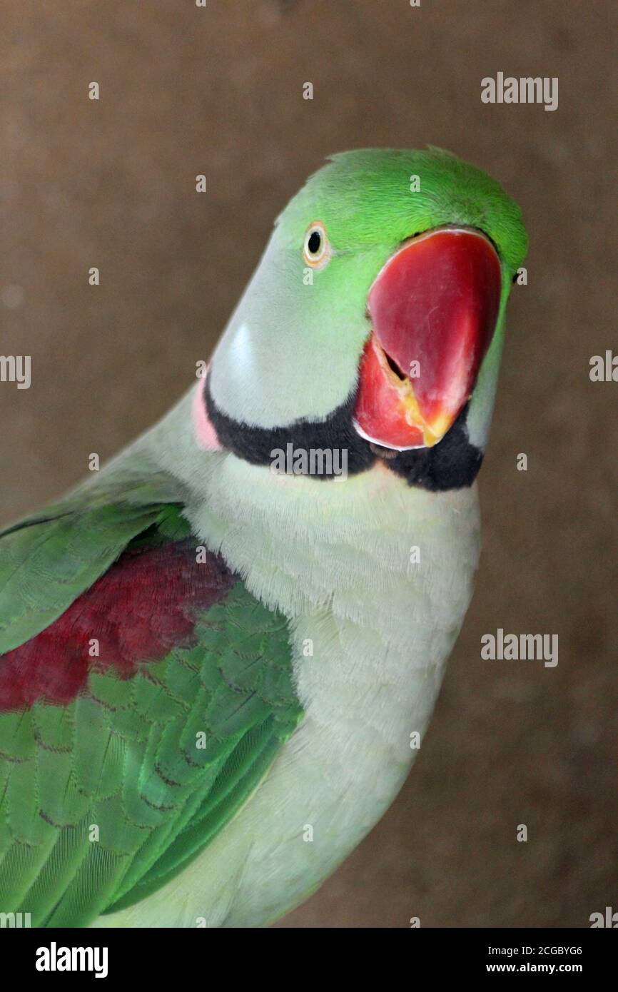 Alexandersittich hi-res stock photography and images - Alamy