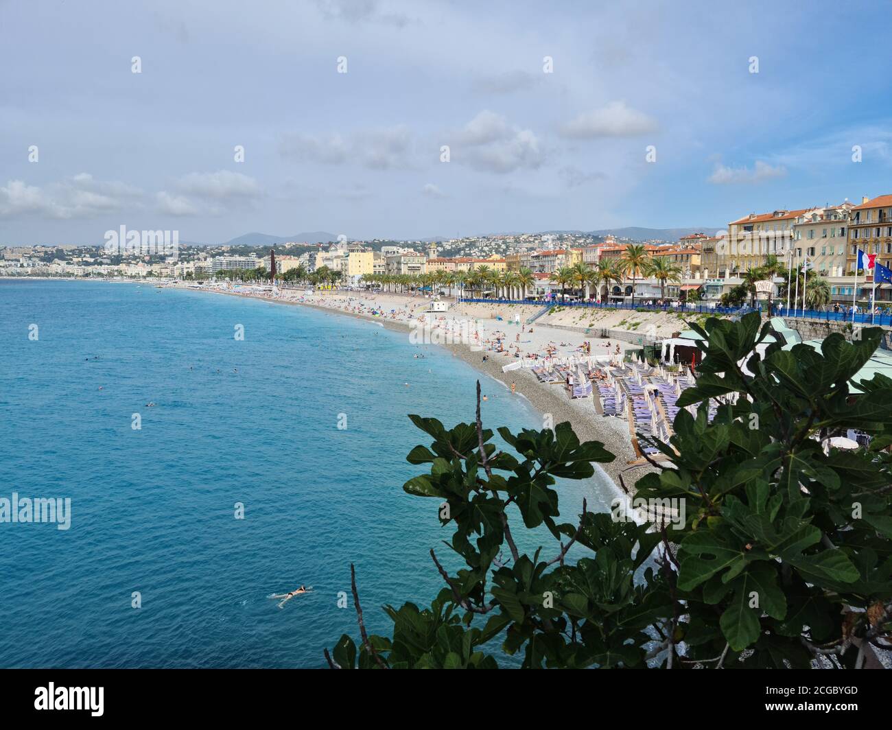 Nice, France - August 18, 2020: Fig Tree By The Mediterranean Sea ...