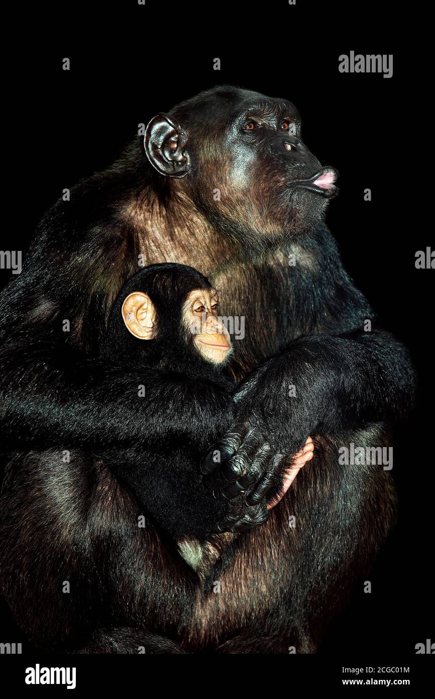 Chimpanzee crying hi-res stock photography and images - Alamy