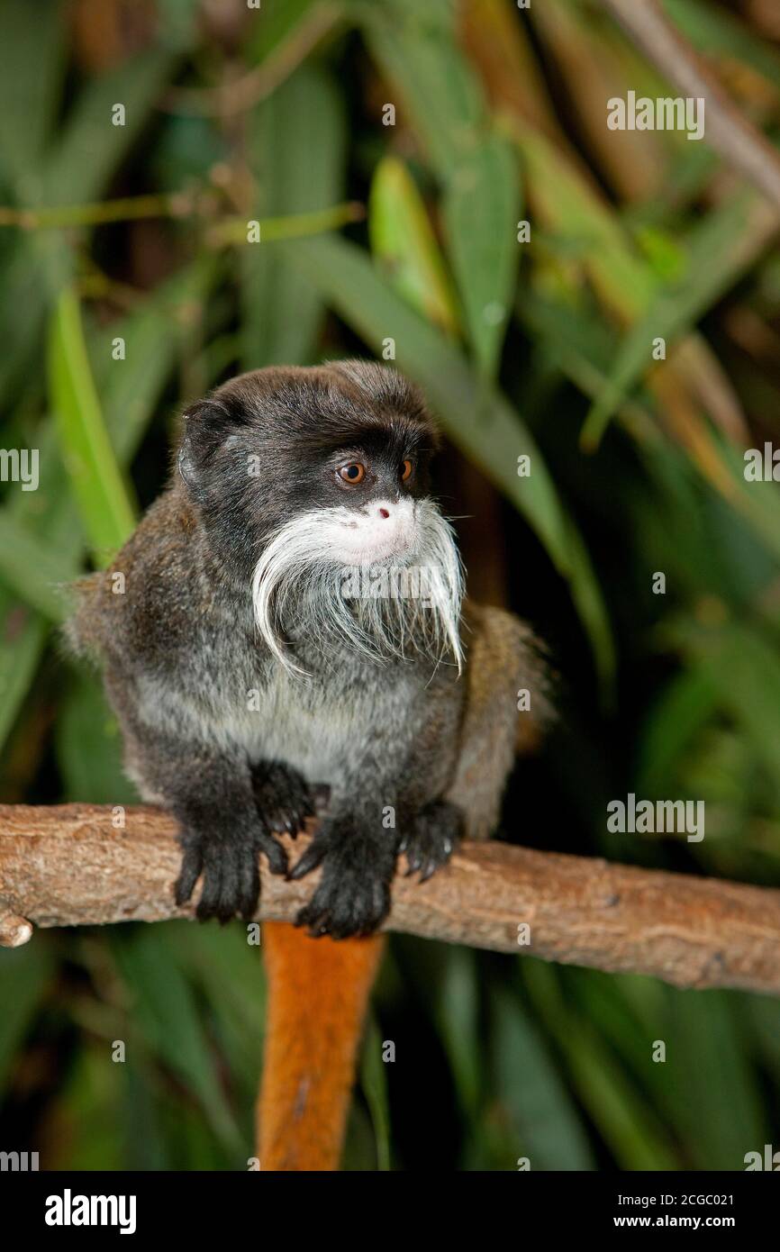 EMPEROR TAMARIN saguinus imperator subgrisescens, ADULT STANDING ON ...
