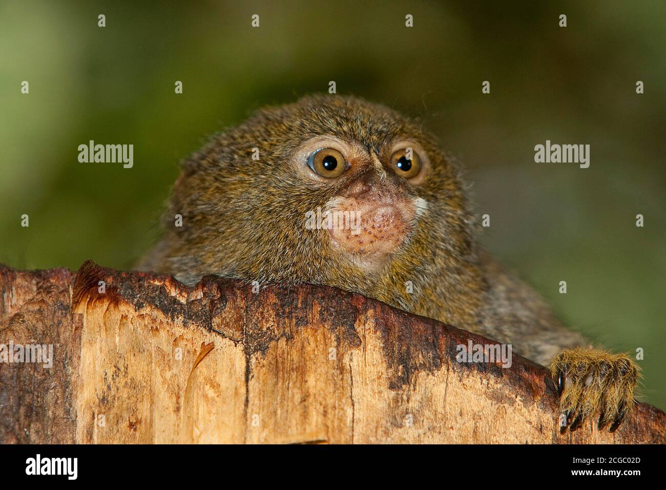 PYGMY MARMOSET callithrix pygmaea, PORTRAIT OF ADULT Stock Photo - Alamy