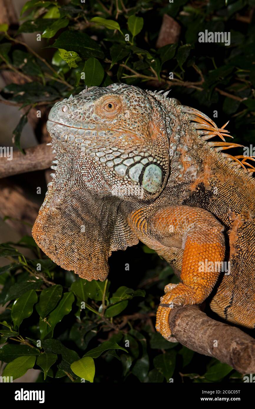 GREEN IGUANA iguana iguana, ADULT STANDING ON BRANCH Stock Photo - Alamy