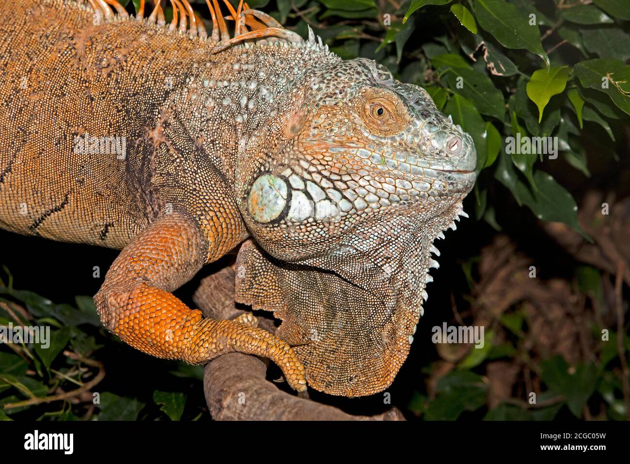 GREEN IGUANA iguana iguana, PORTRAIT OF ADULT Stock Photo - Alamy