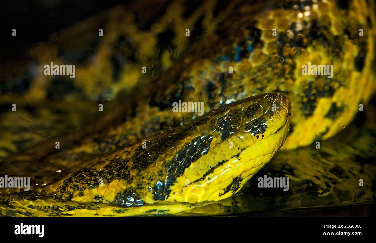 YELLOW ANACONDA eunectes notaeus, ADULT STANDING IN WATER Stock Photo ...