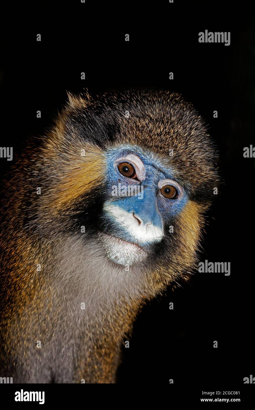 Moustached monkey cercopithecus cephus hi-res stock photography and ...