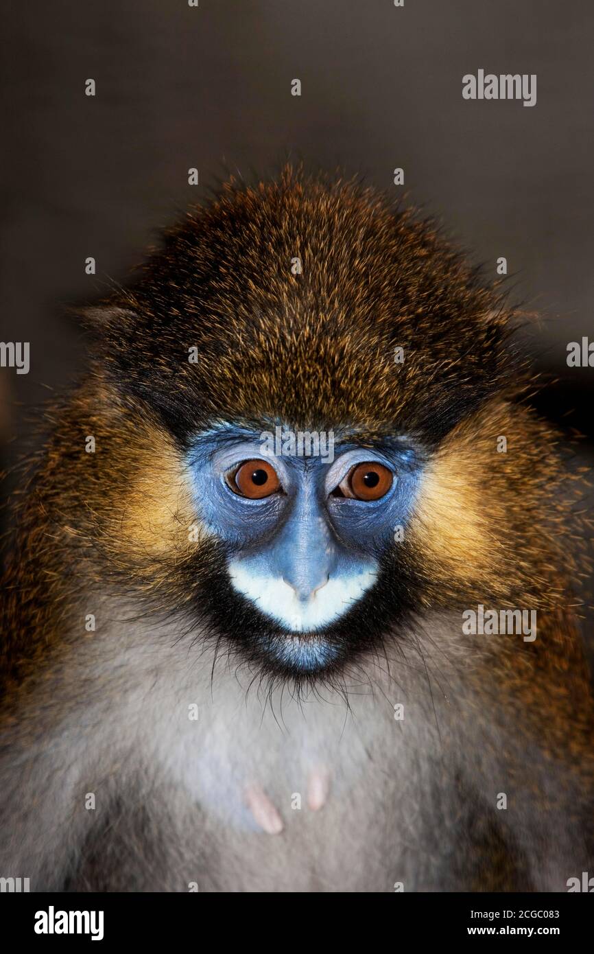 MOUSTACHED MONKEY OR MUSTACHED MONKEY cercopithecus cephus, PORTRAIT OF ...