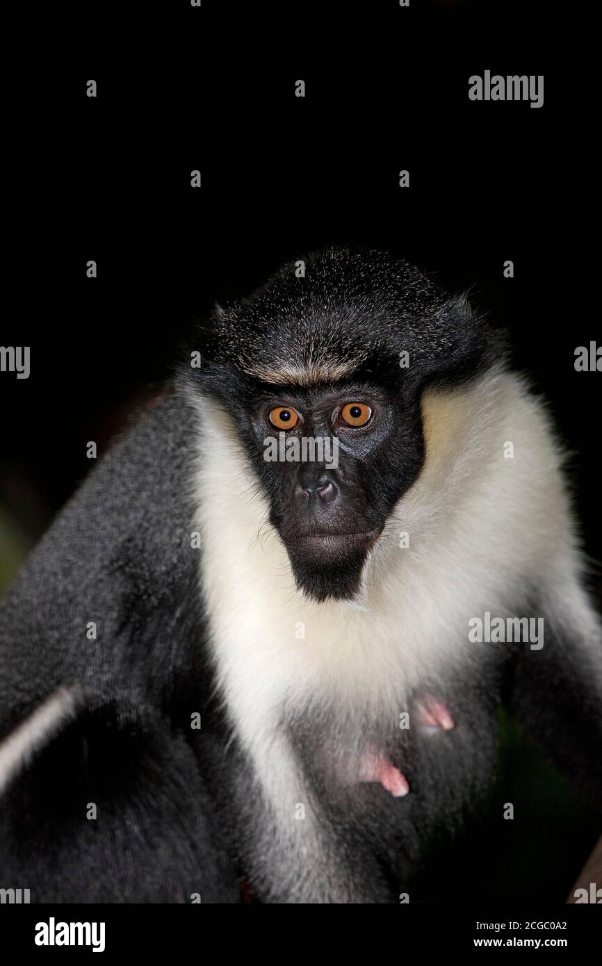 DIANA MONKEY cercopithecus diana, FEMALE Stock Photo - Alamy
