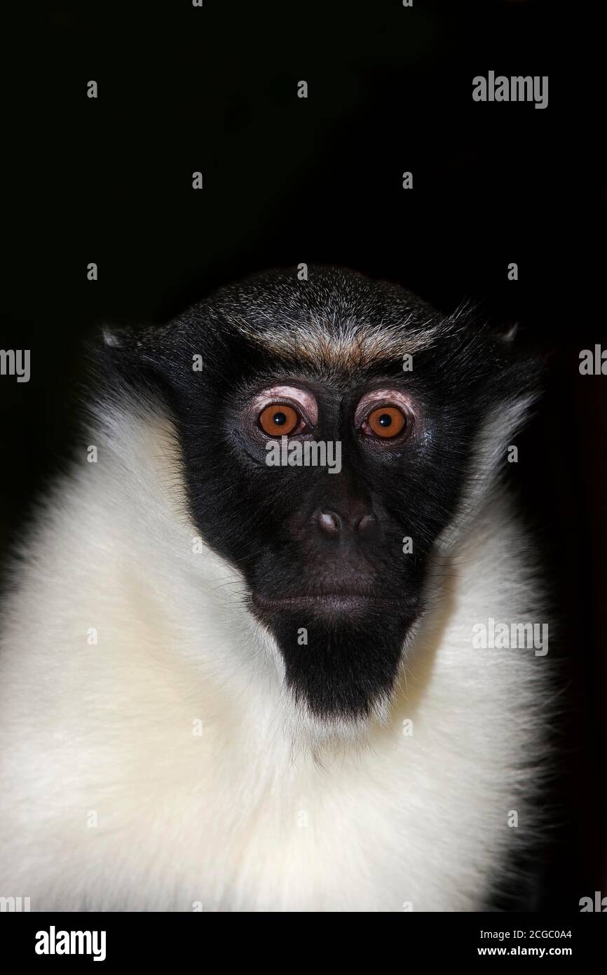 DIANA MONKEY cercopithecus diana, PORTRAIT OF FEMALE Stock Photo - Alamy