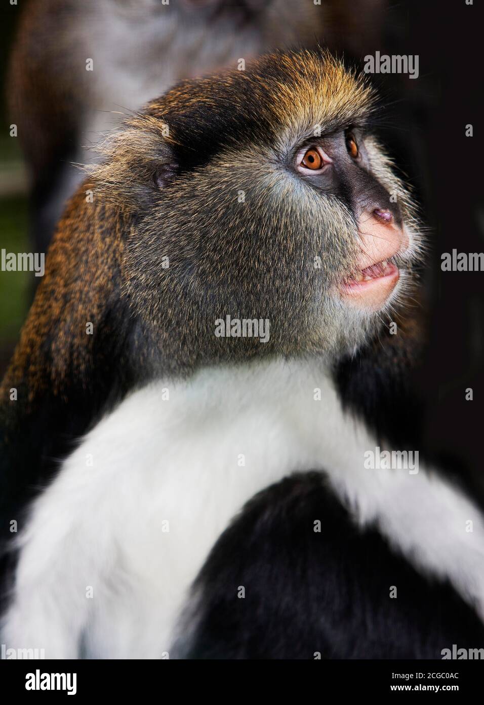 Campbells monkey cercopithecus campbelli hi-res stock photography and ...