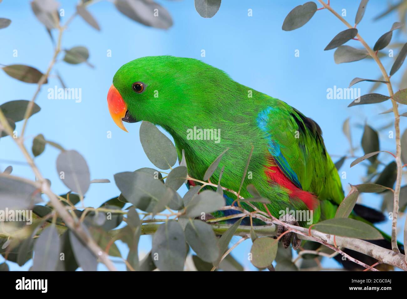 ECLECTUS PARROT eclectus roratus, MALE STANDING ON BRANCH Stock Photo ...
