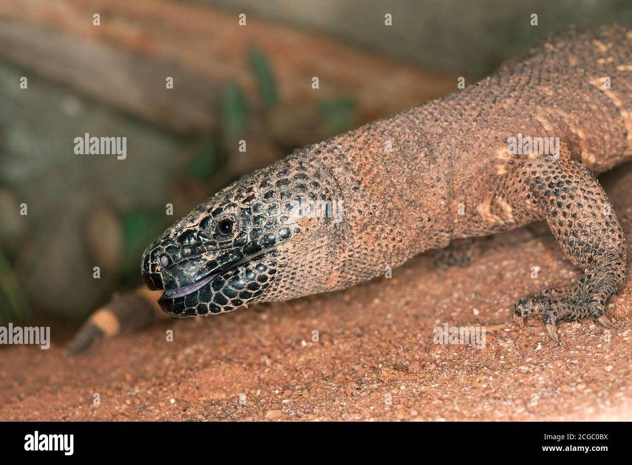 BEADED LIZARD heloderma horridum, A VENOMOUS SPECY, ADULT Stock Photo ...