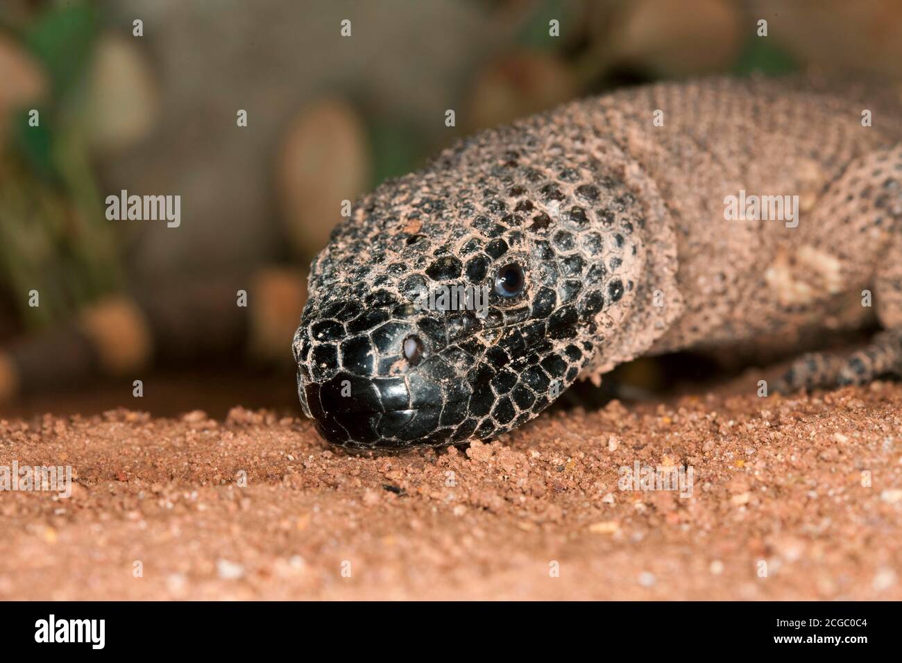 BEADED LIZARD heloderma horridum, A VENOMOUS SPECY, ADULT Stock Photo ...