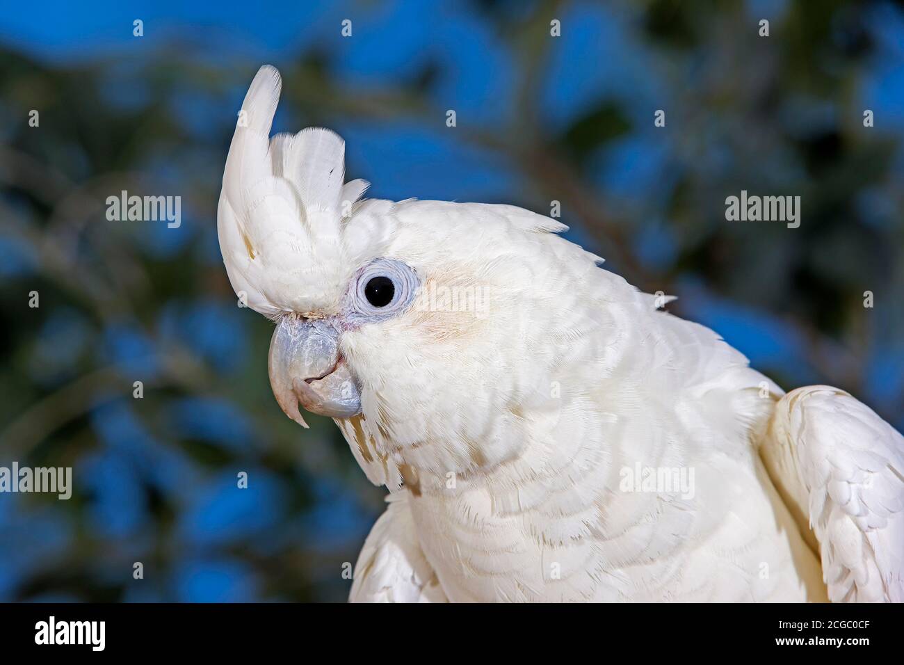 PHILIPPINE COCKATOO OR RED-VENTED COCKATOO cacatua haematuropygia ...