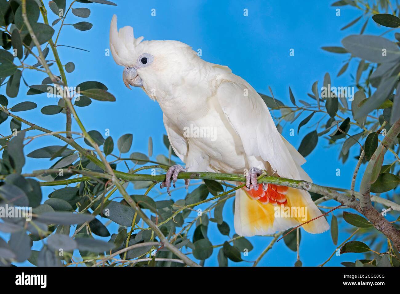 PHILIPPINE COCKATOO OR RED-VENTED COCKATOO cacatua haematuropygia ...