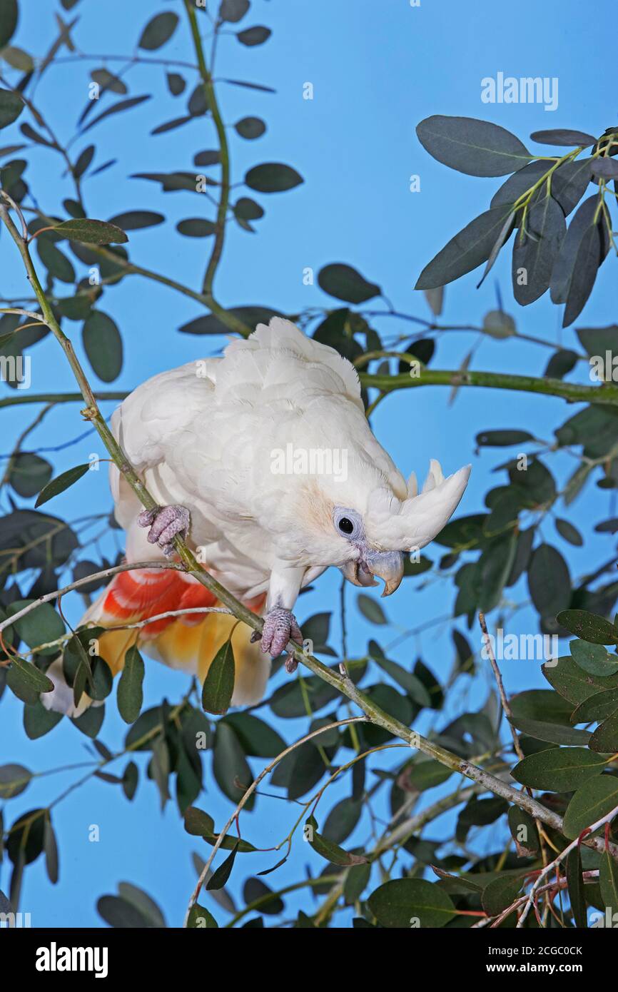 PHILIPPINE COCKATOO OR RED-VENTED COCKATOO cacatua haematuropygia ...