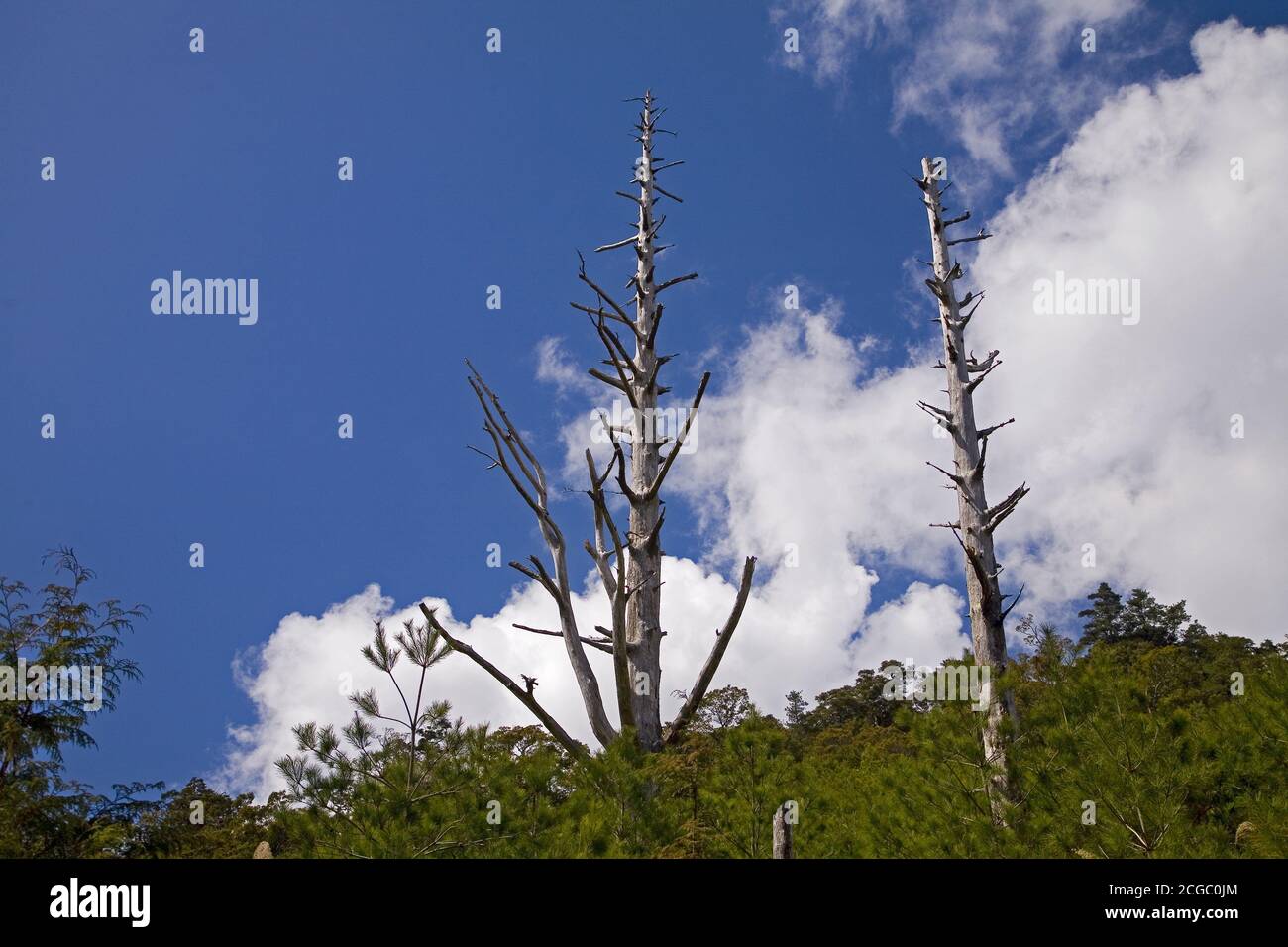 Taiwan Fir High Resolution Stock Photography and Images - Alamy