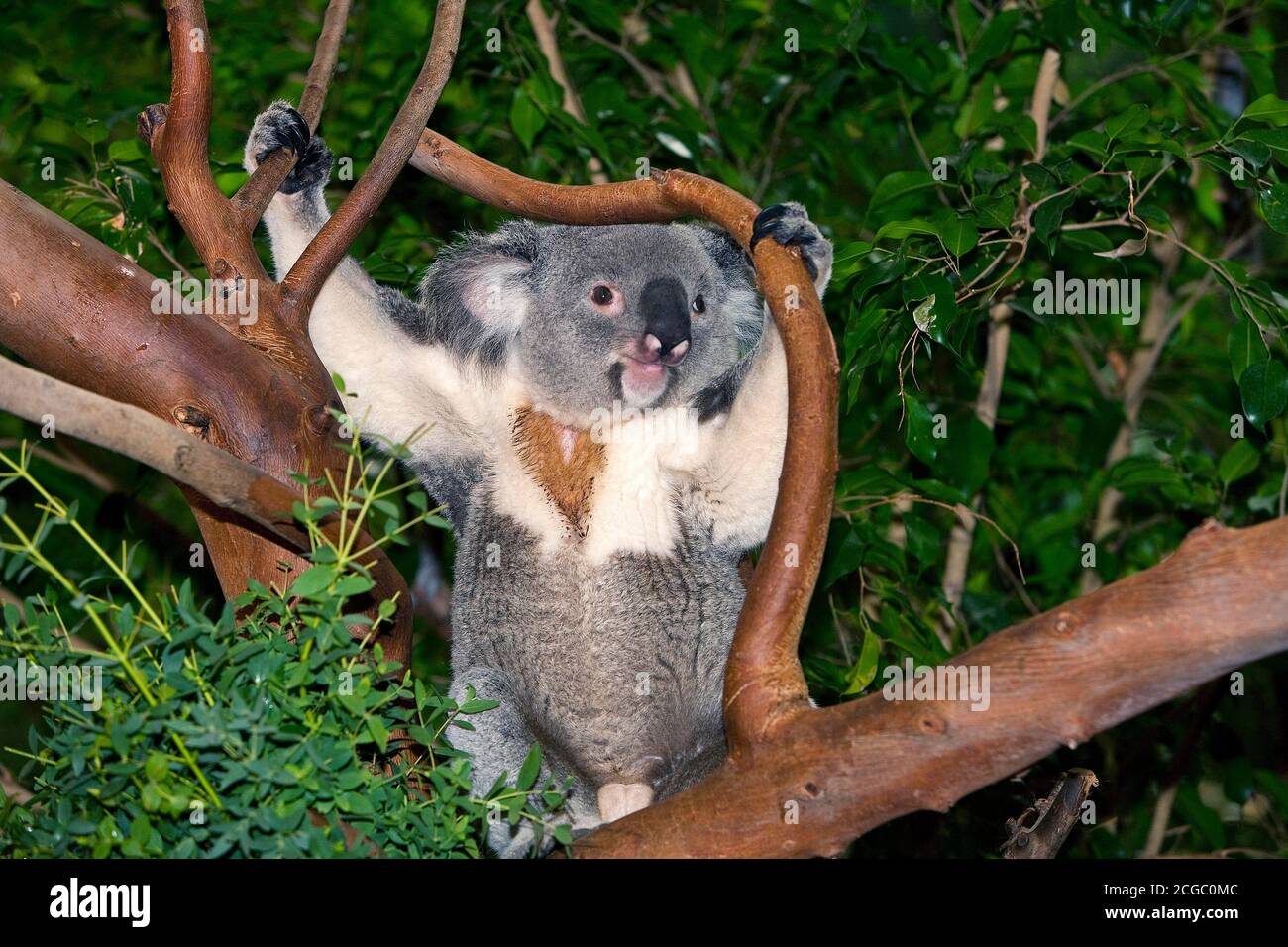 Adult male koala hi-res stock photography and images - Alamy
