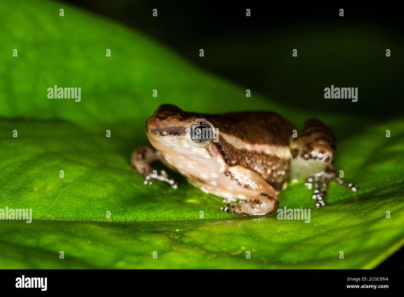 POISON DART FROG colostethus infraguttatus, ADULT STANDING ON LEAF ...