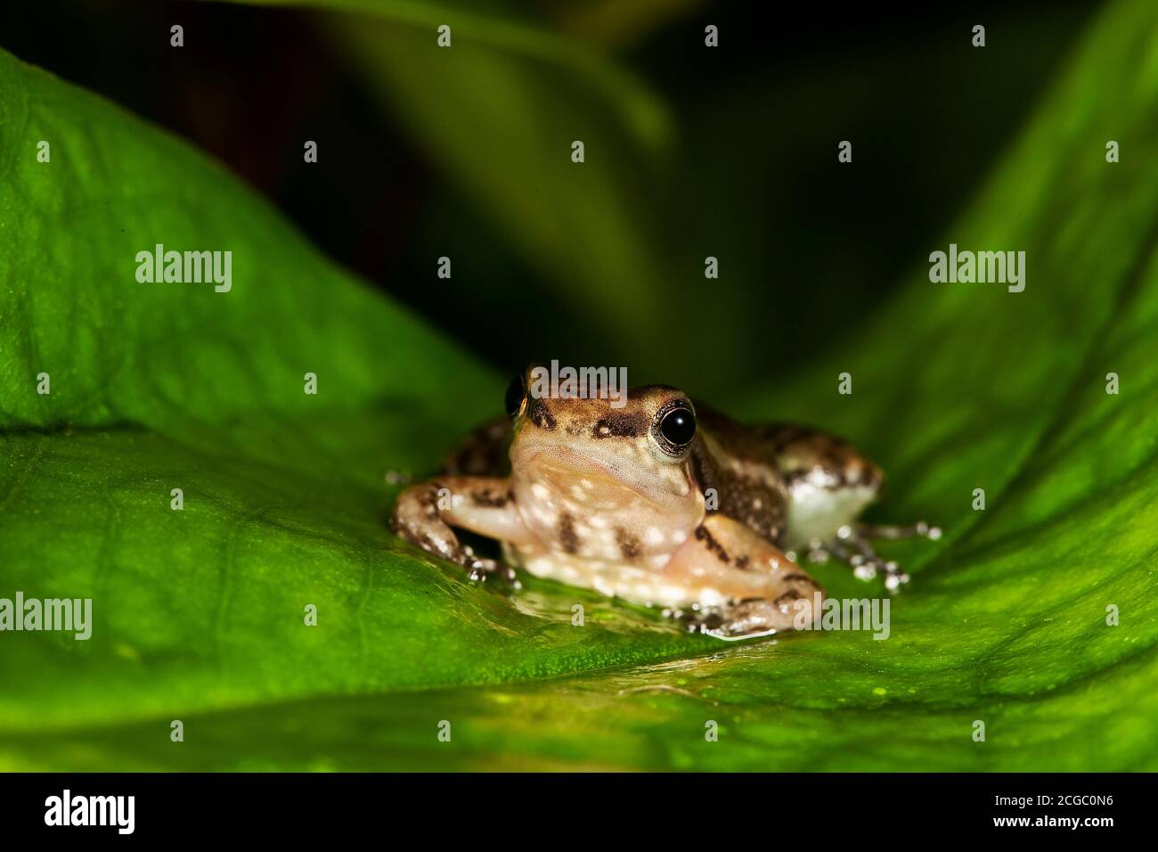 POISON DART FROG colostethus infraguttatus, ADULT STANDING ON LEAF ...