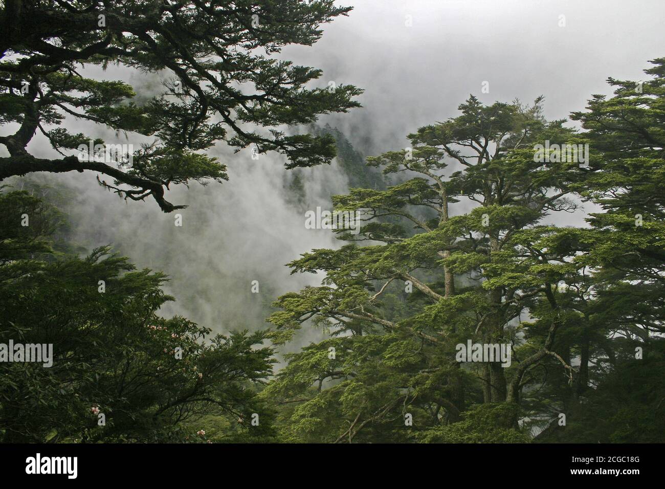 Taiwan Hemlock Forest Taiwan Stock Photo - Alamy