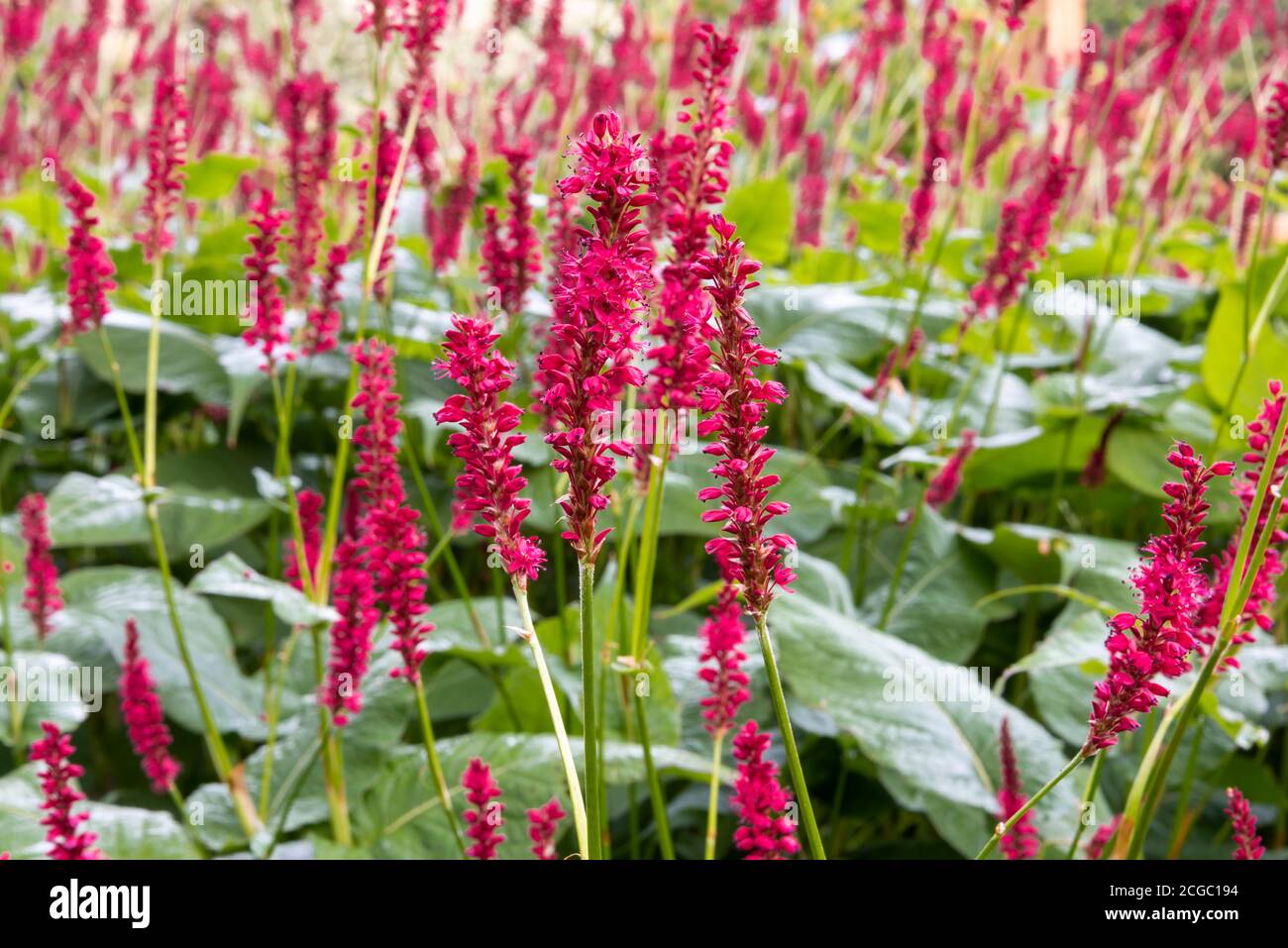 Red Flowers Long Stem High Resolution Stock Photography and Images - Alamy