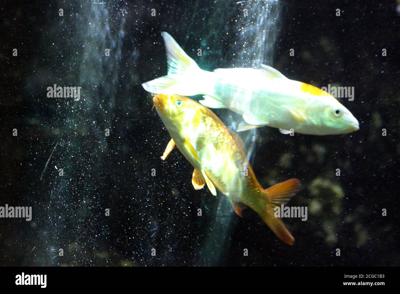 Koi karpfen hi-res stock photography and images - Alamy